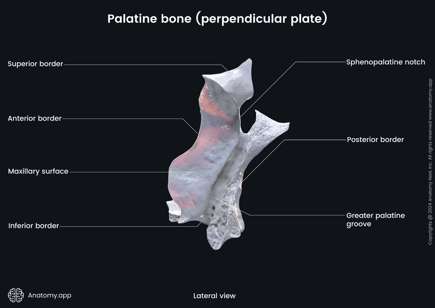 Maxillary surface of perpendicular plate (palatine bone) | Anatomy.app