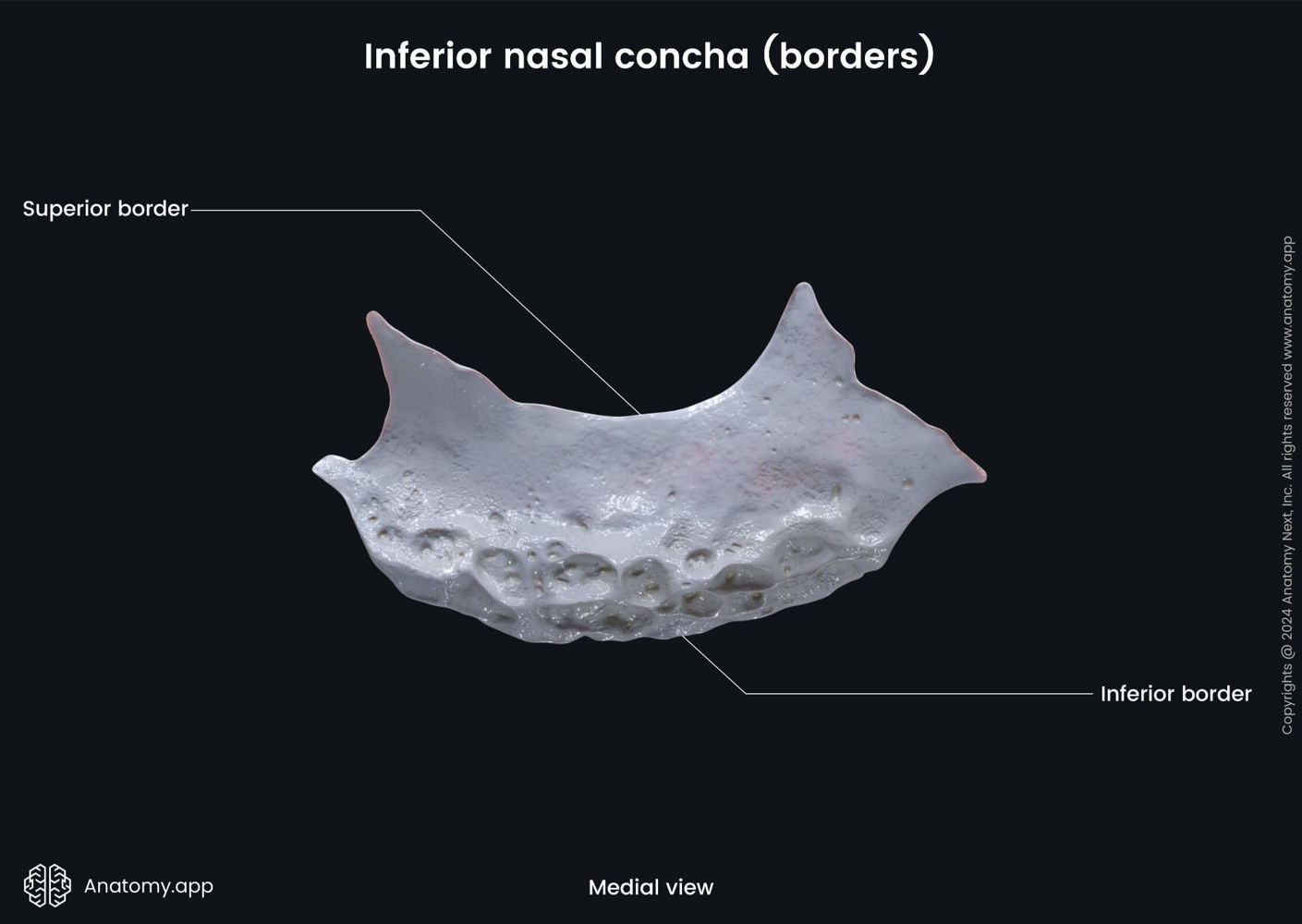 Inferior nasal concha (borders) | Anatomy.app
