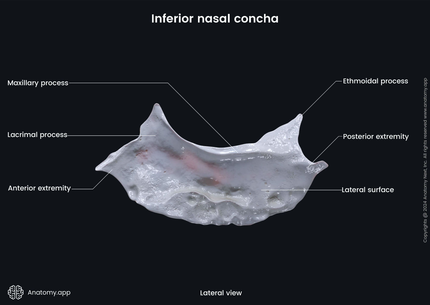 Lateral surface of inferior nasal concha | Anatomy.app
