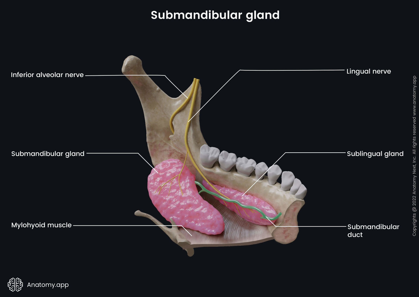 Sublingual gland | Anatomy.app
