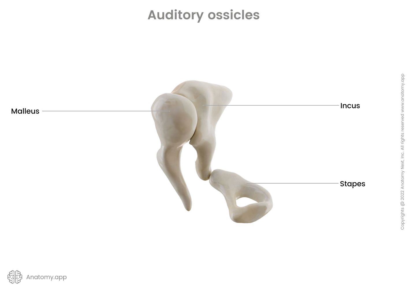 Auditory ossicles | Anatomy.app