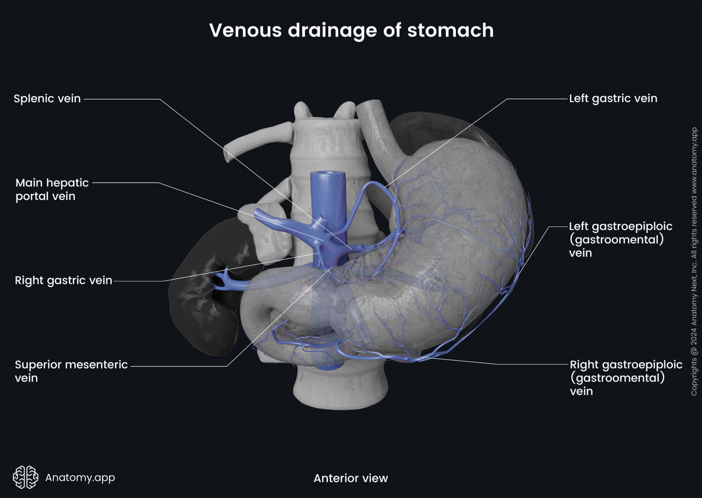 Venous drainage of stomach (anterior view) | Anatomy.app
