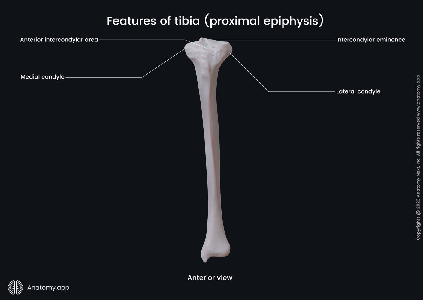 Features of tibia (proximal epiphysis) | Anatomy.app