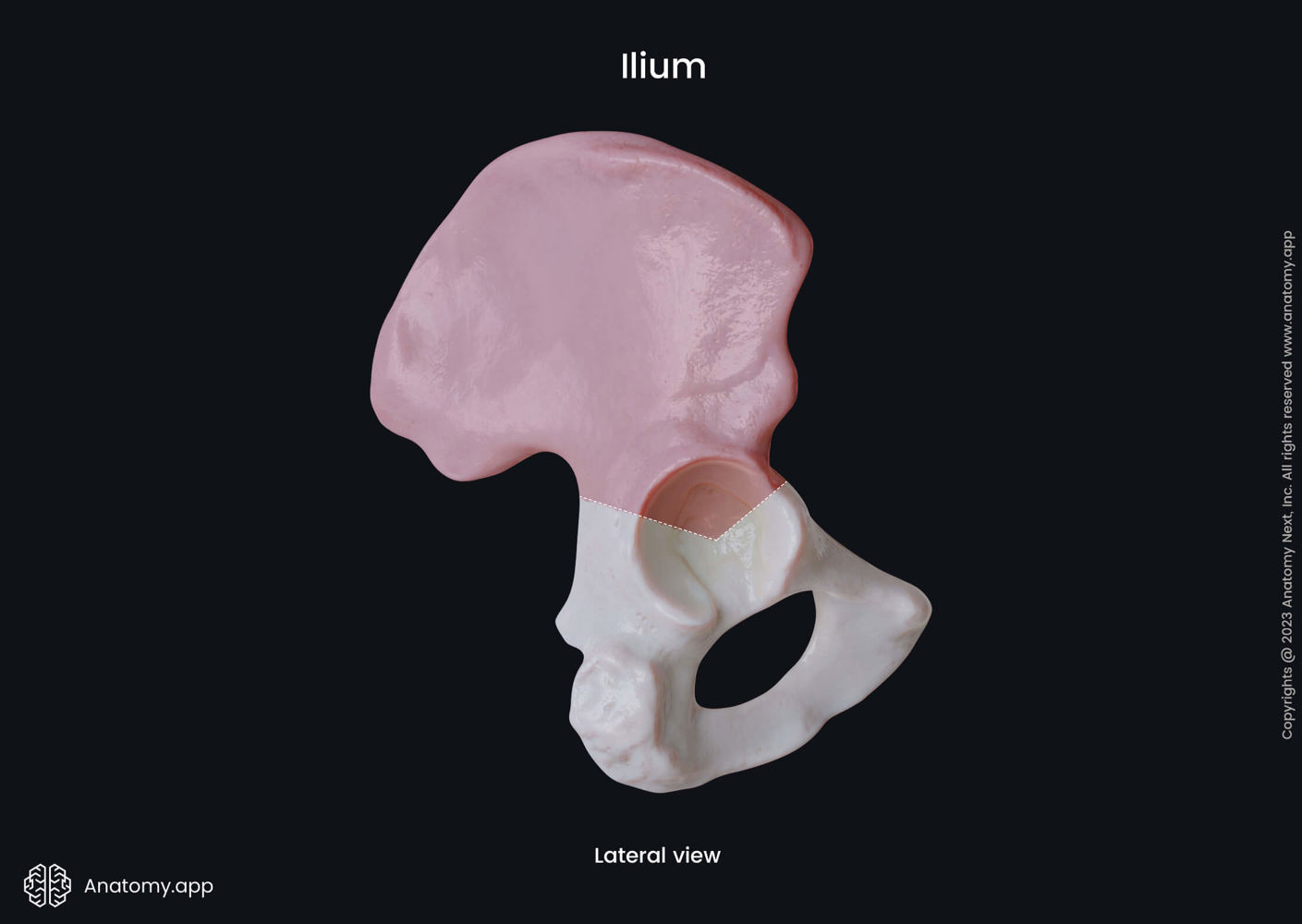 Ilium (lateral view) | Anatomy.app