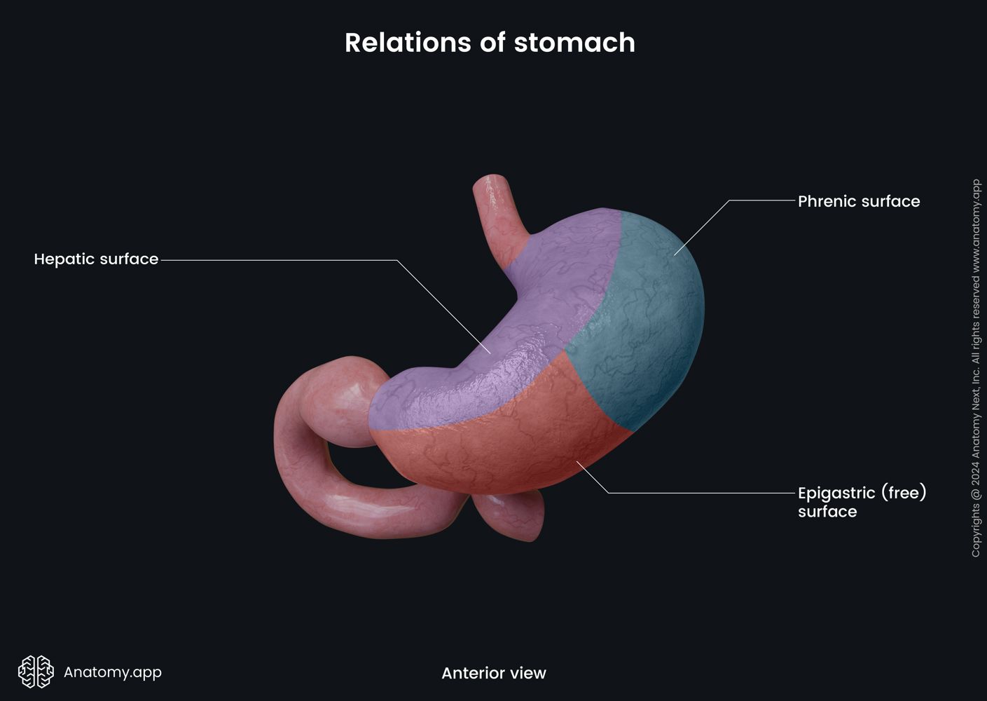 Relations of stomach (anterior view) | Anatomy.app