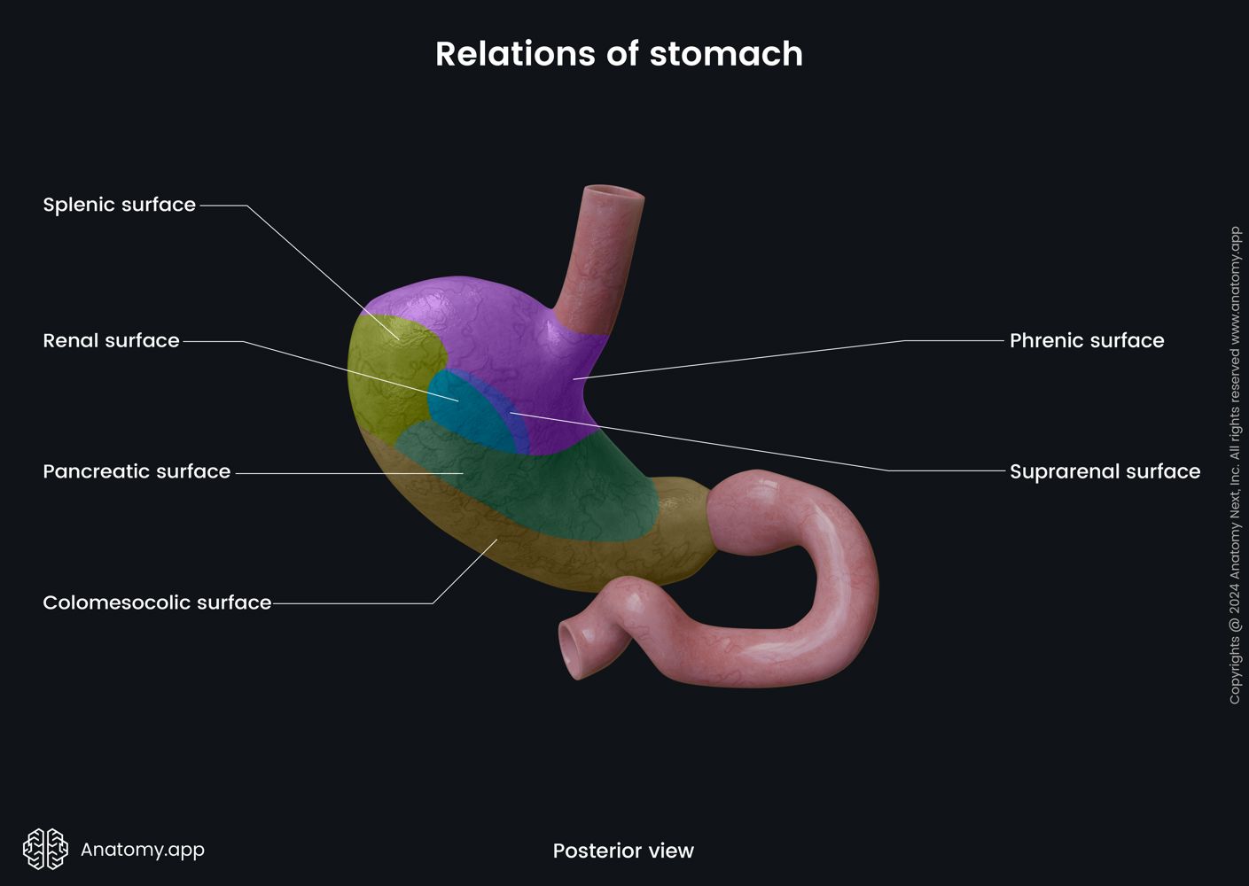 Relations of stomach (posterior view) | Anatomy.app