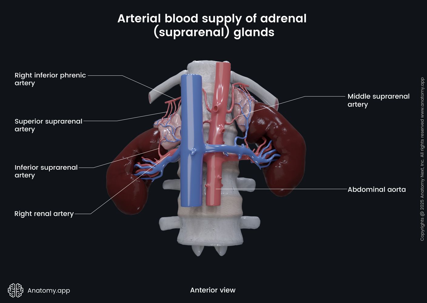 Arterial blood supply of adrenal (suprarenal) glands | Anatomy.app