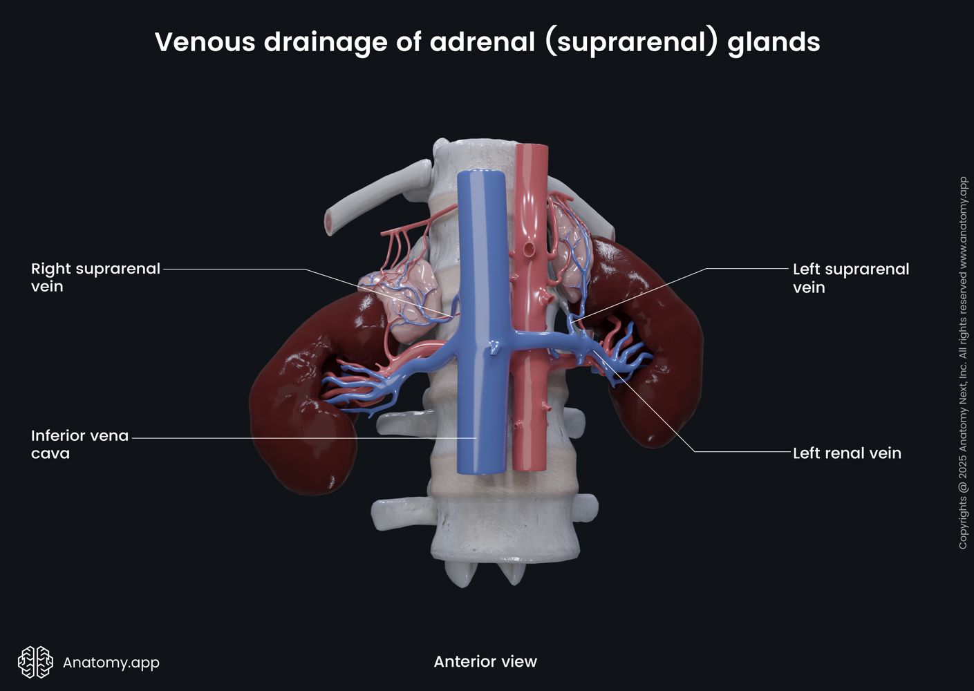 Venous drainage of adrenal (suprarenal) glands | Anatomy.app
