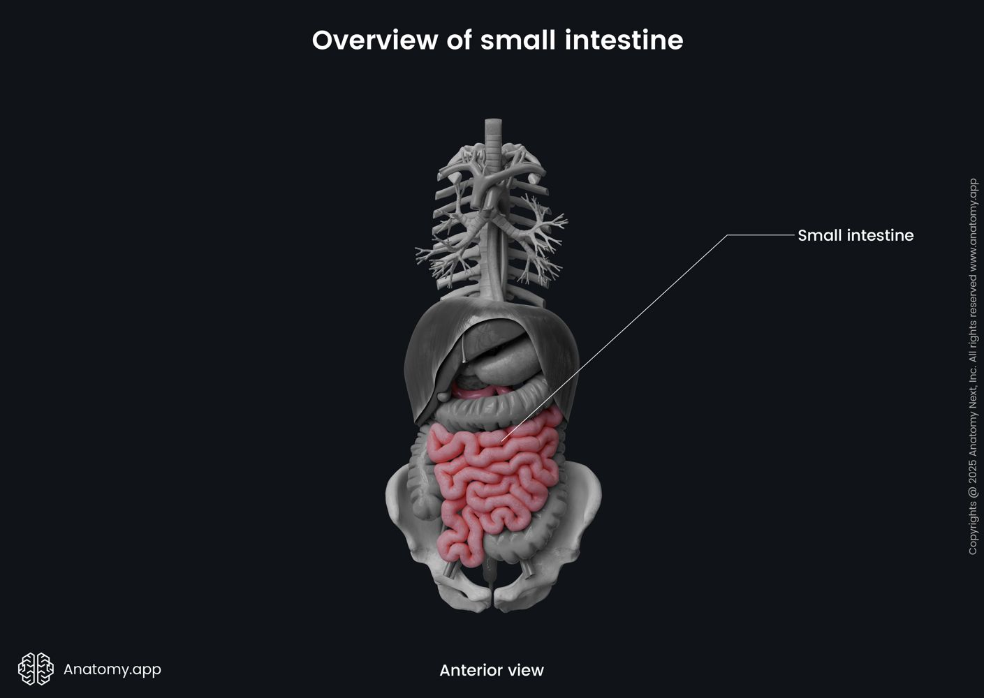 Overview of small intestine | Anatomy.app Overview of small intestine | Anatomy.app