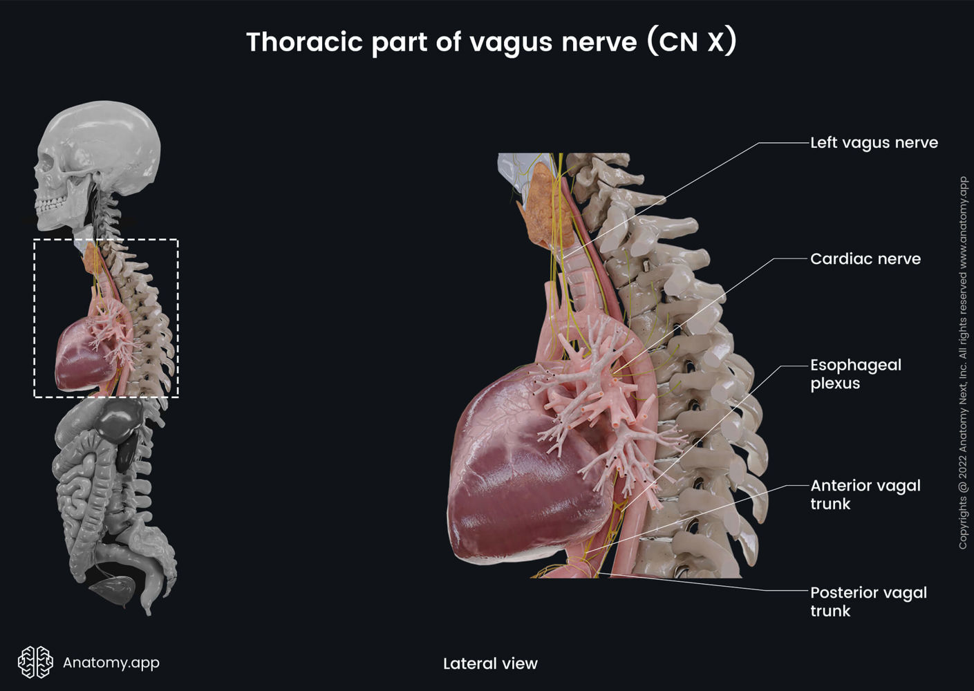 Thoracic part of vagus nerve (CN X) | Anatomy.app