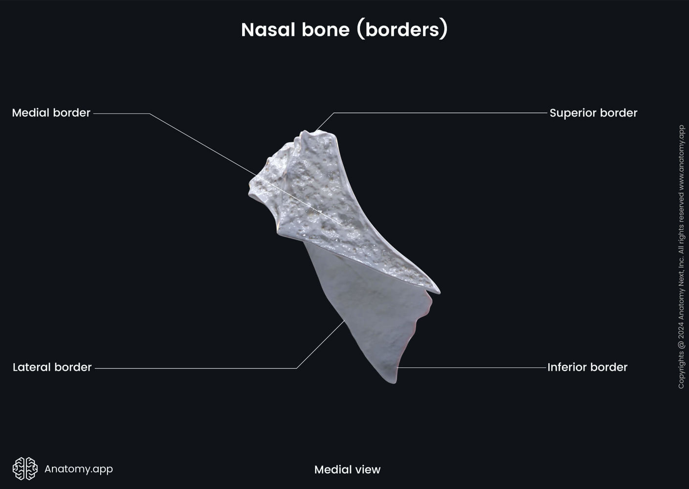 Nasal bone (borders) | Anatomy.app