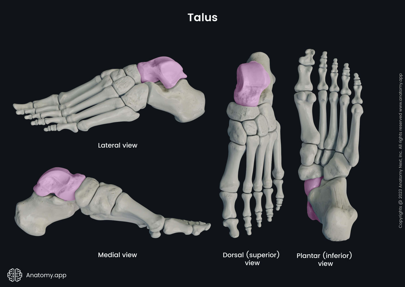 Talus | Anatomy.app
