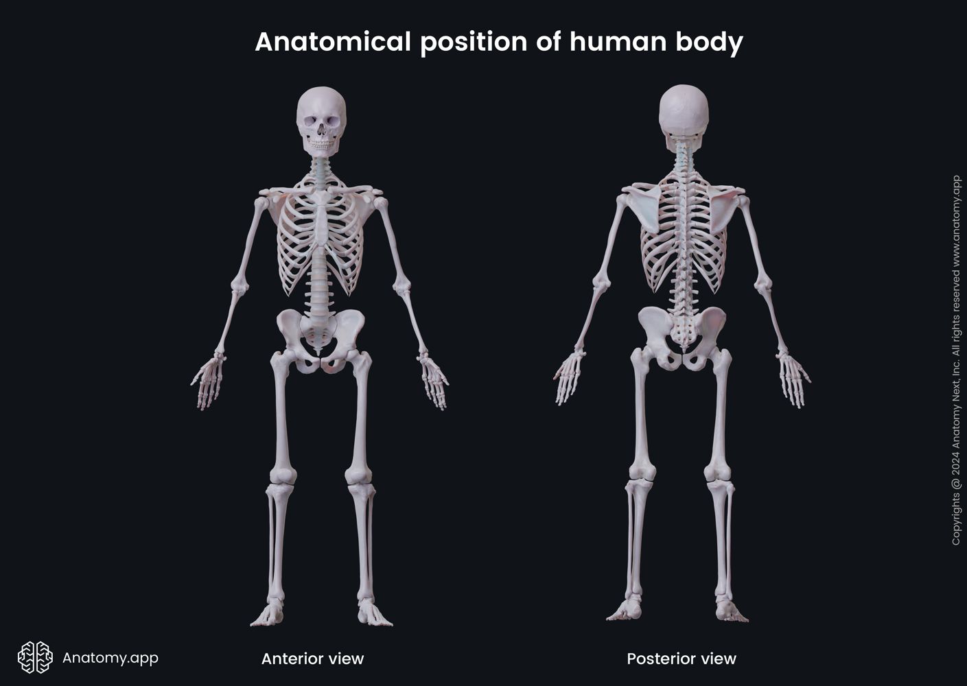 Anatomical position (anterior and posterior view) | Anatomy.app