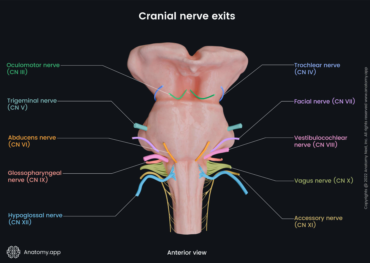 Cranial nerve exits from brainstem | Anatomy.app