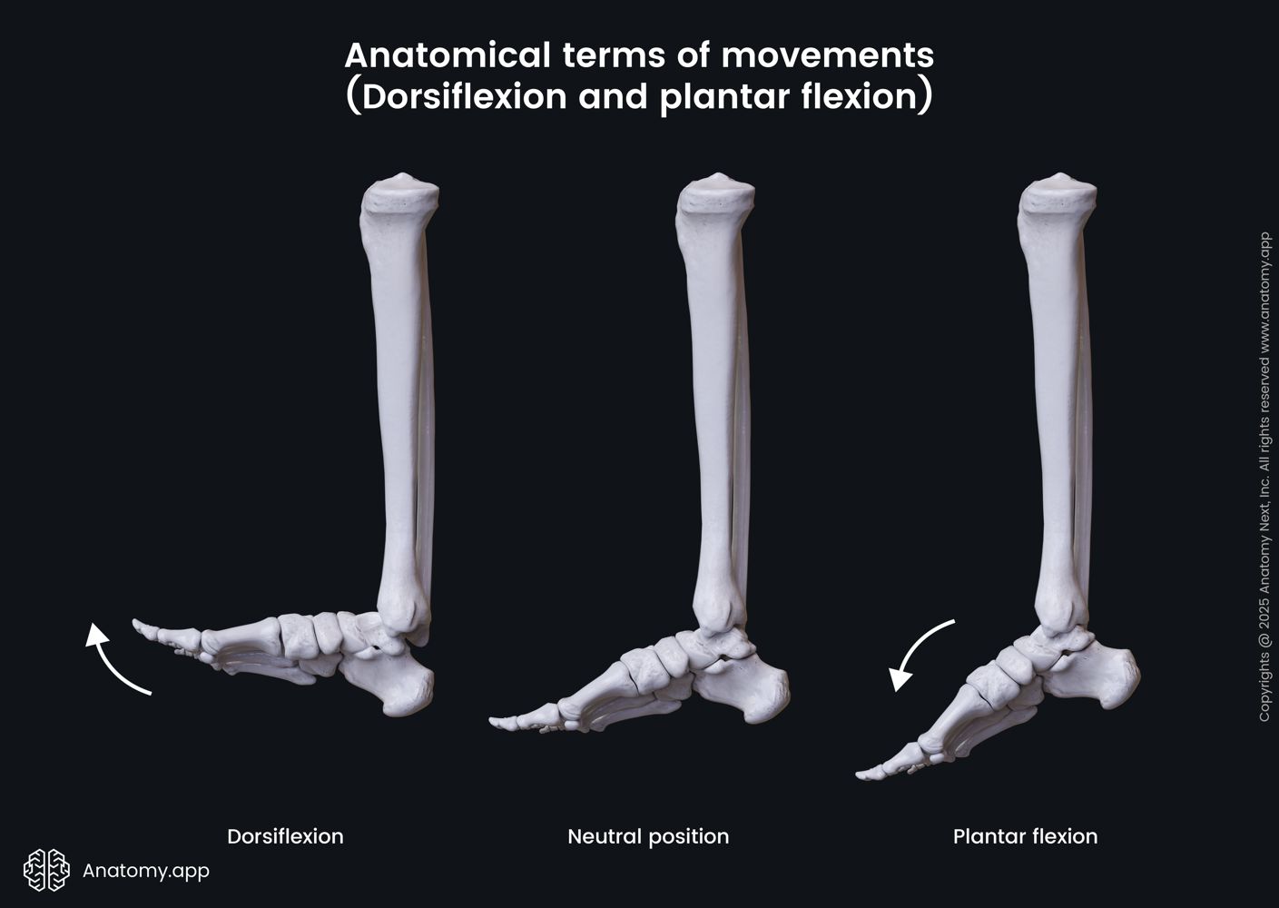 Anatomical terms of movements (dorsiflexion and plantar flexion ...
