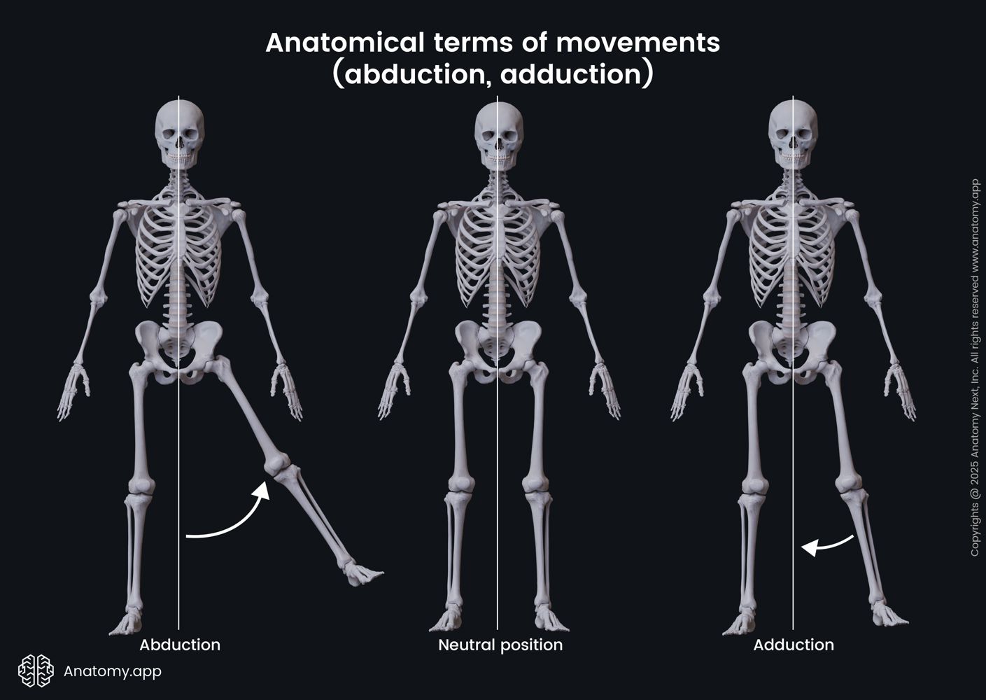 Anatomical terms of movements (abduction, adduction) | Anatomy.app