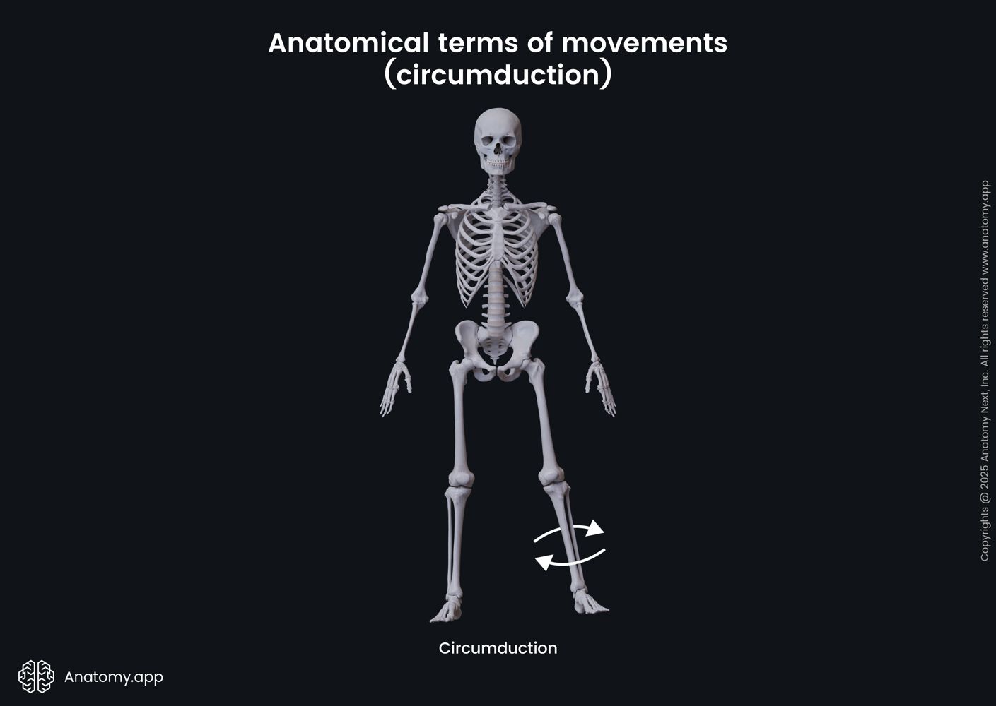 Anatomical terms of movements (circumduction) | Anatomy.app