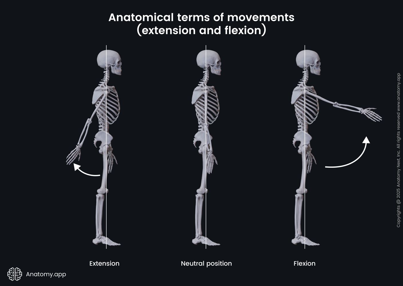 Anatomical terms of movements (extension, flexion) | Anatomy.app
