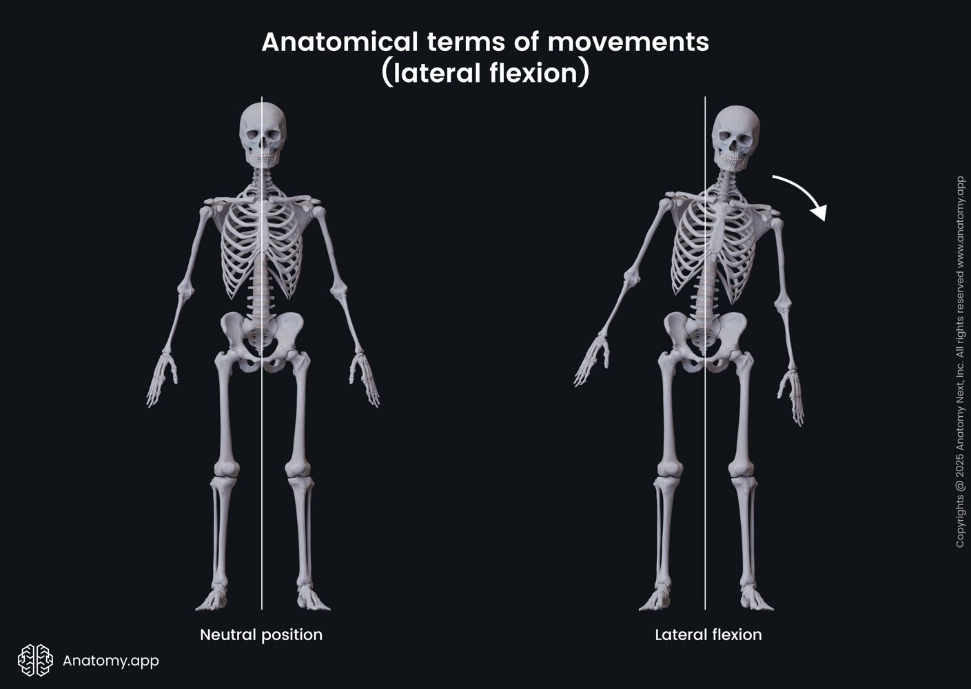 Anatomical terms of movements (lateral flexion) | Anatomy.app