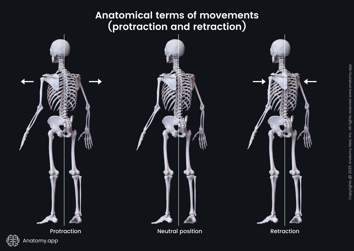 Anatomical terms of movements (protraction, retraction) | Anatomy.app