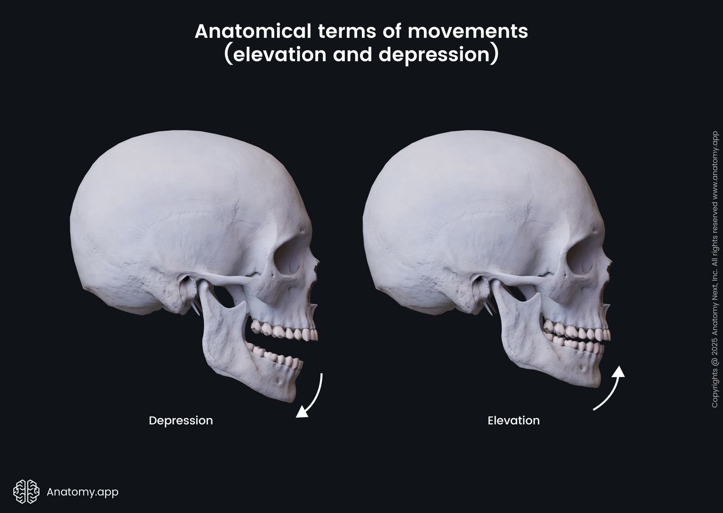 Anatomical Terms Of Movements elevation Depression Anatomy app