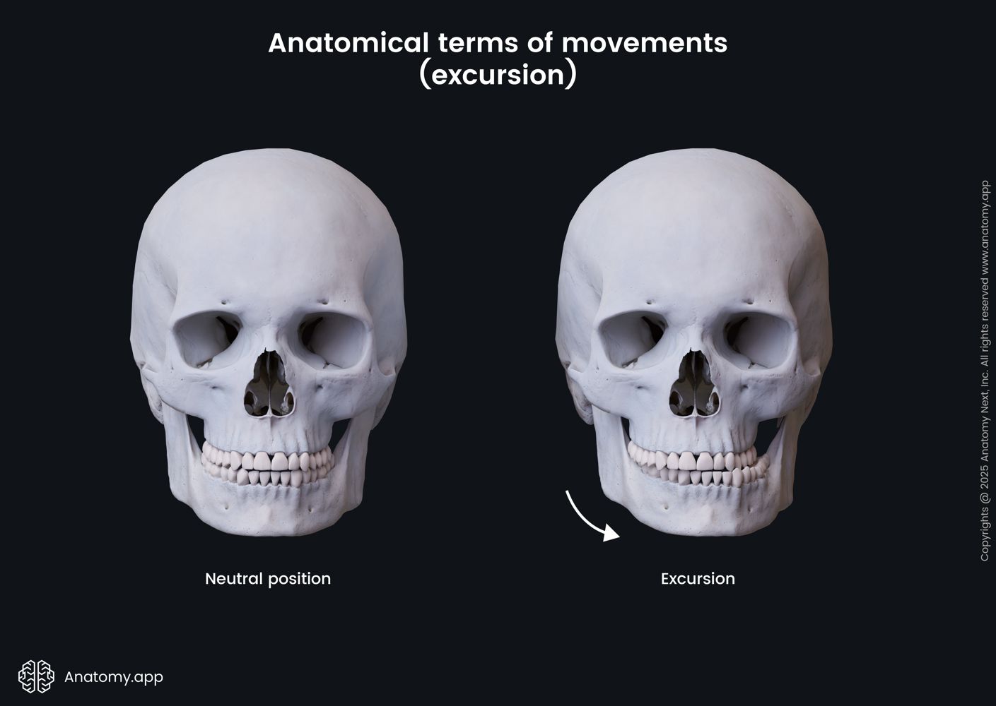 Anatomical terms of movements (excursion) | Anatomy.app