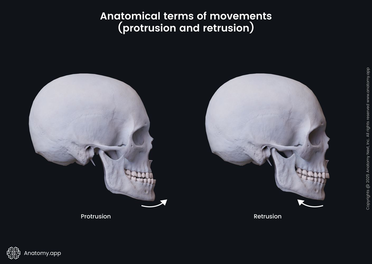 Anatomical terms of movements (protrusion, retrusion) | Anatomy.app