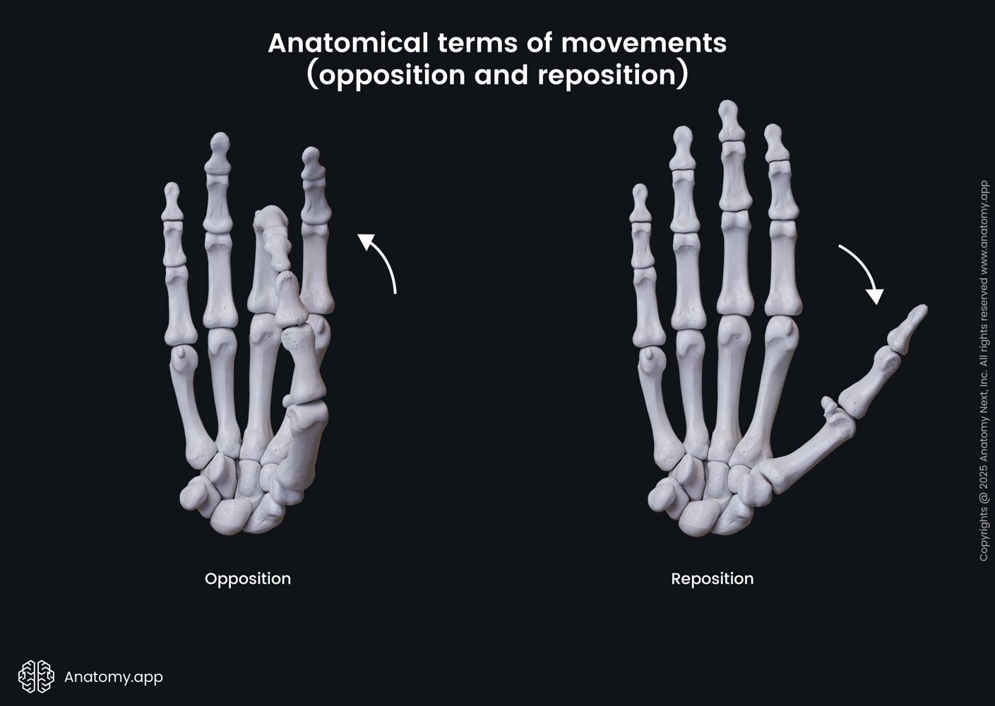 Anatomical terms of movements (opposition, reposition) | Anatomy.app