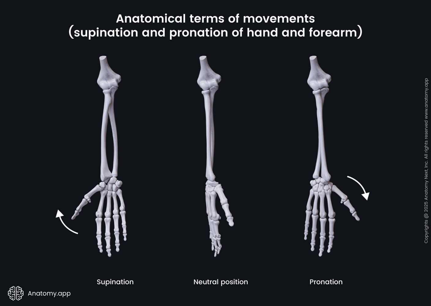 Anatomical terms of movements (supination and pronation of hand and ...