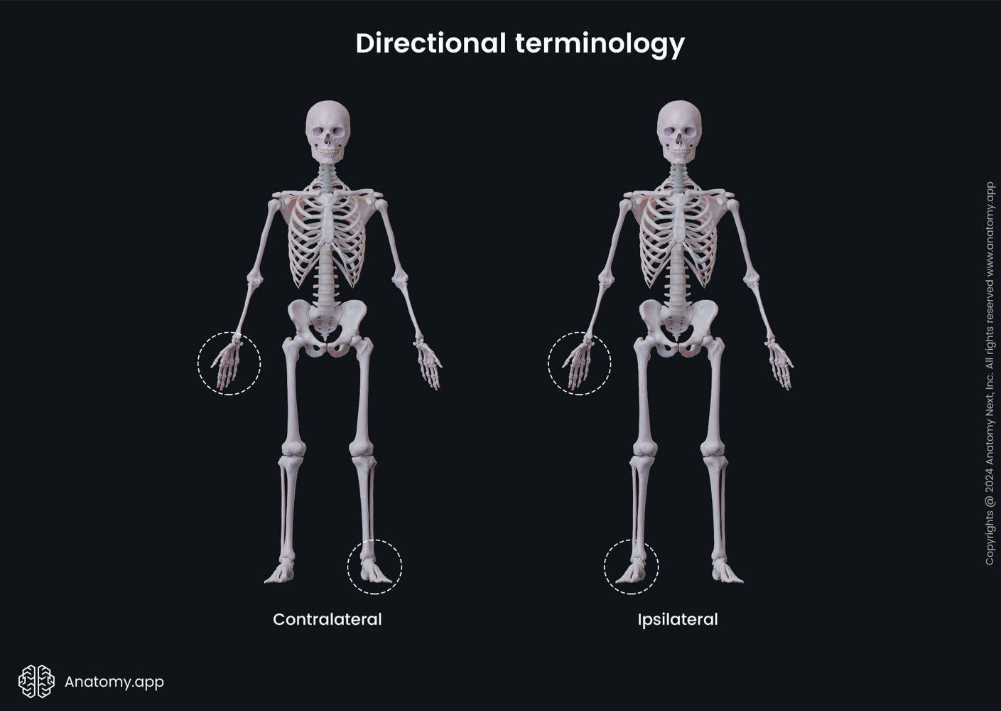 Directional terminology (contralateral and ipsilateral) | Anatomy.app