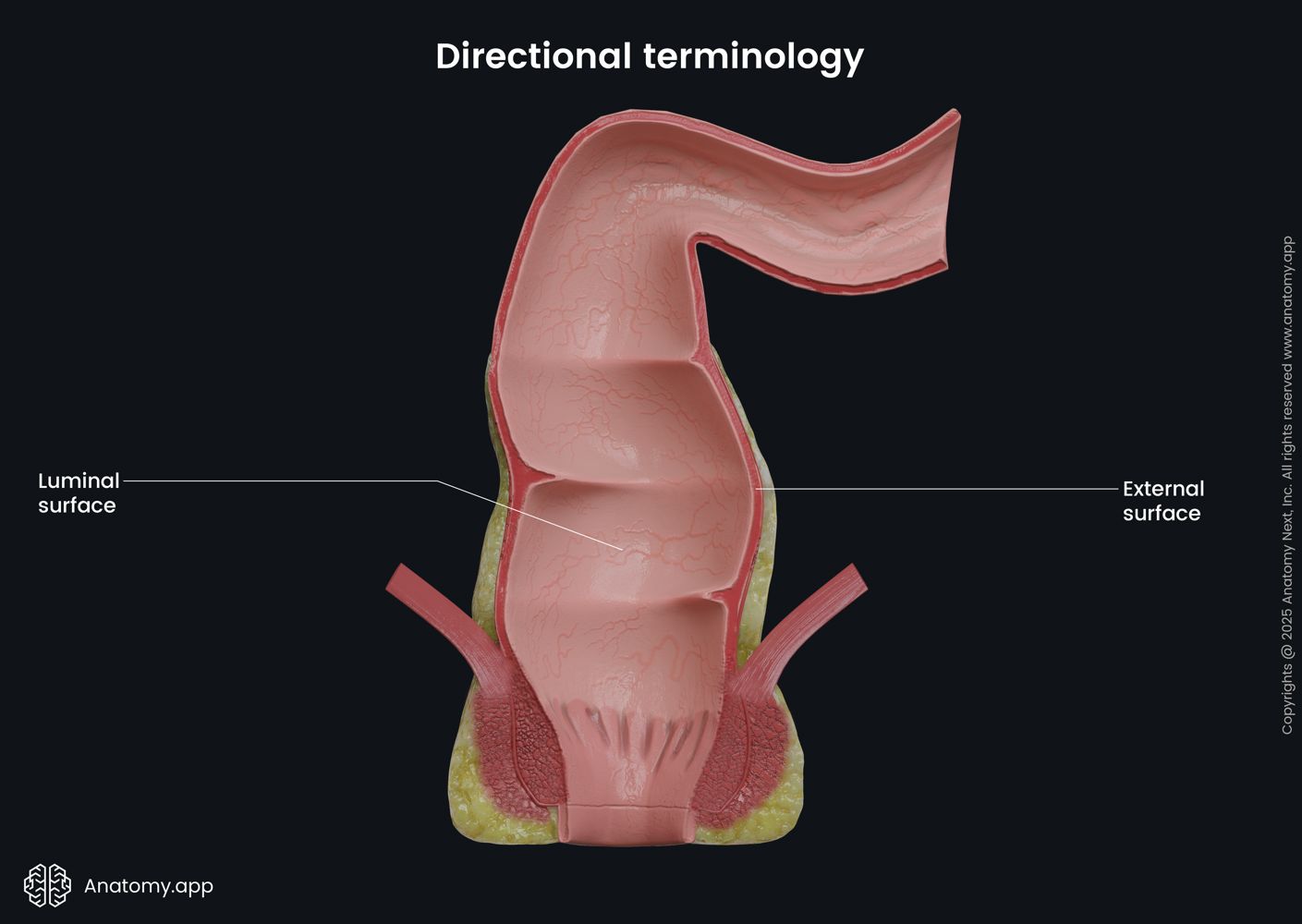 Directional terminology (luminal, external) | Anatomy.app