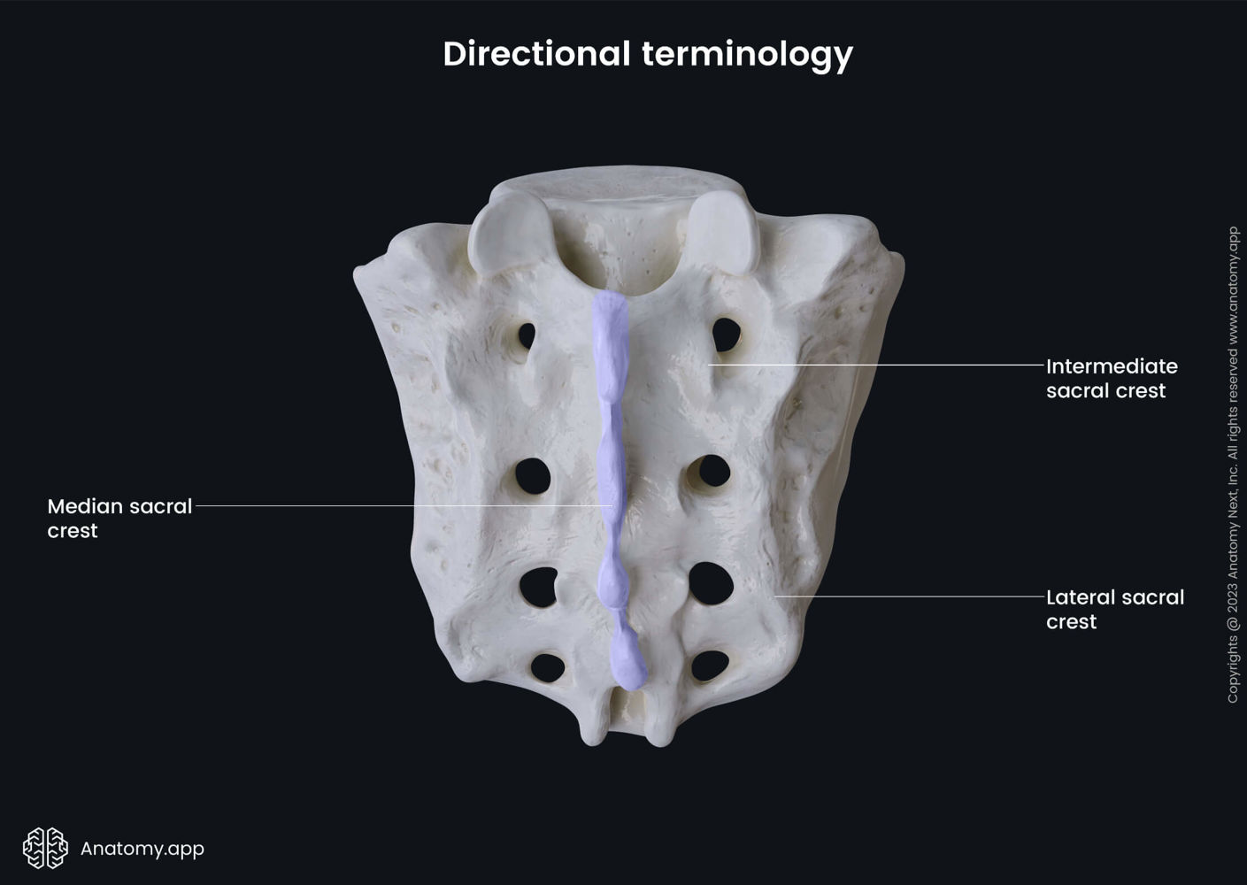Directional terminology (median) | Anatomy.app