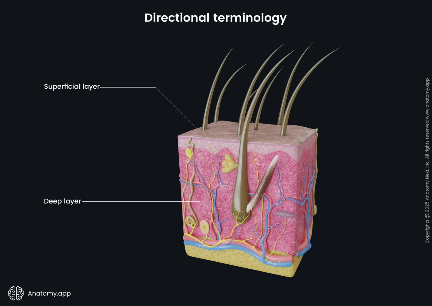 Directional terminology (superficial, deep) | Anatomy.app