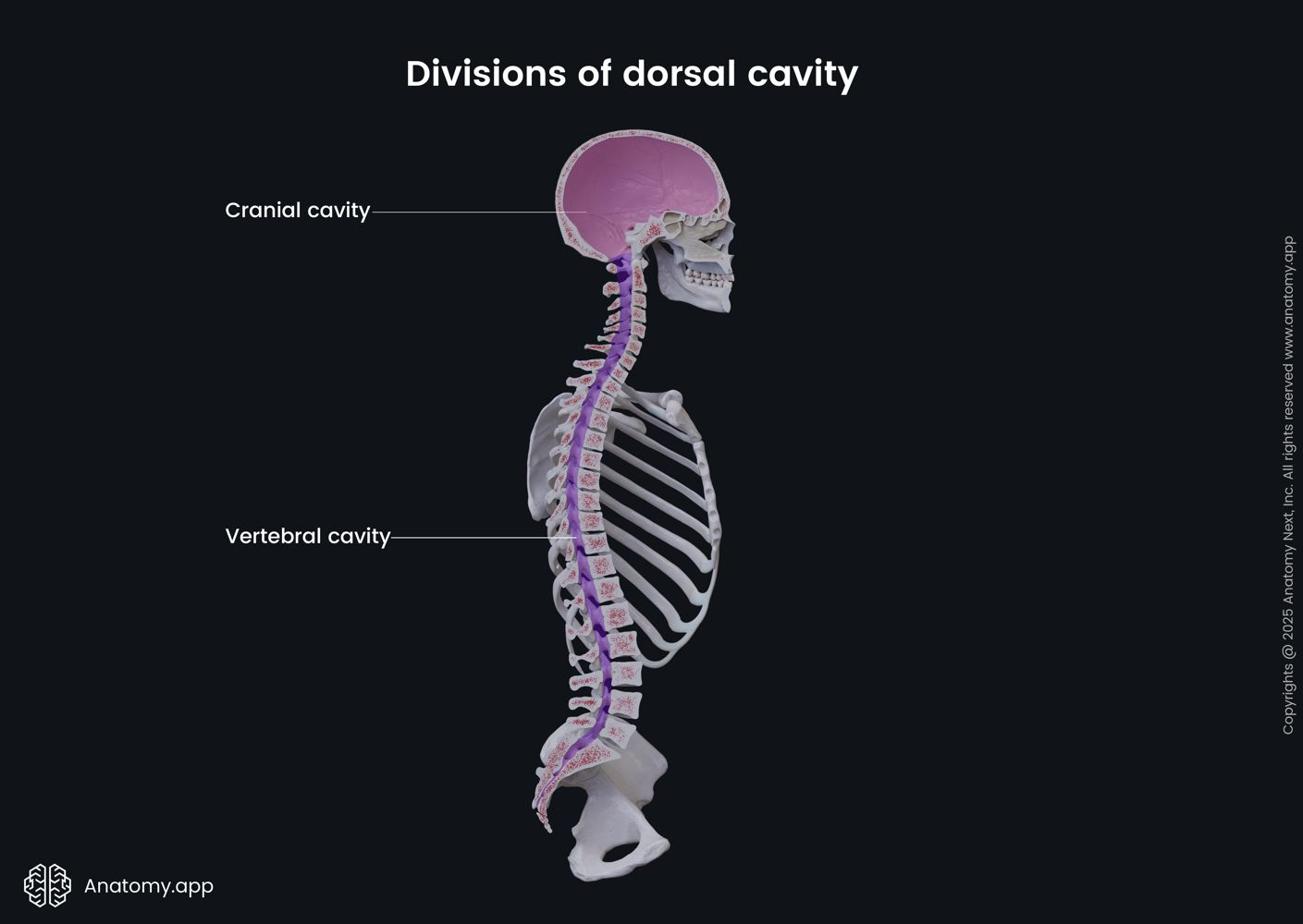 Divisions of dorsal cavity | Anatomy.app