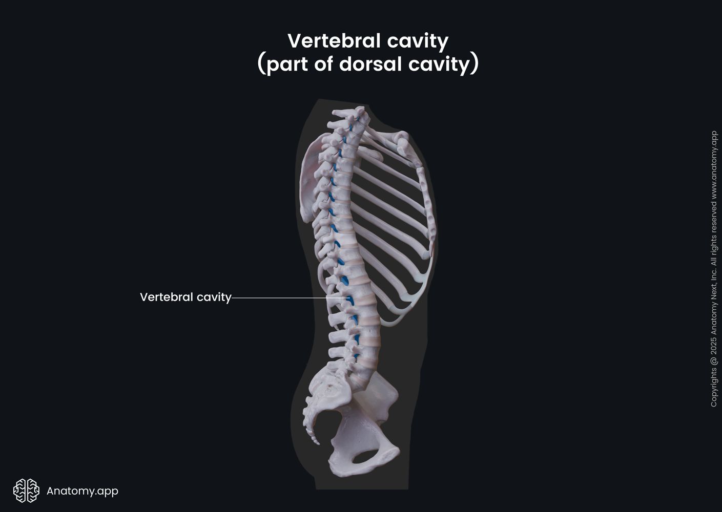 Vertebral cavity (part of dorsal cavity) | Anatomy.app