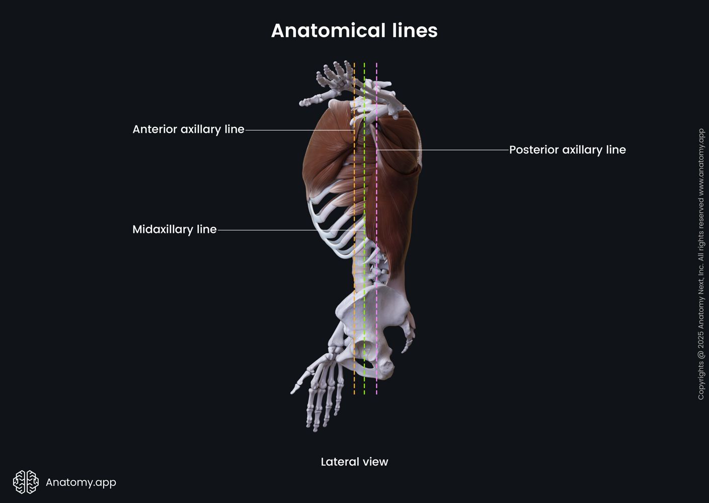 Anatomical lines | Anatomy.app
