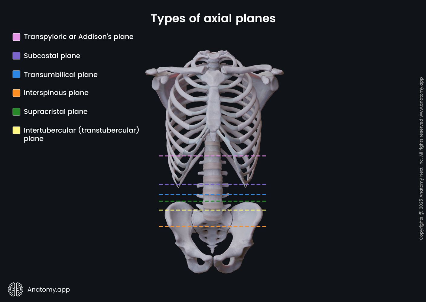Types of axial planes | Anatomy.app