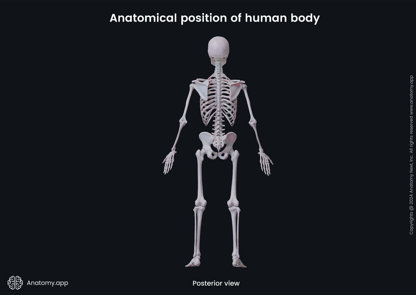 Anatomical position (posterior view) | Anatomy.app