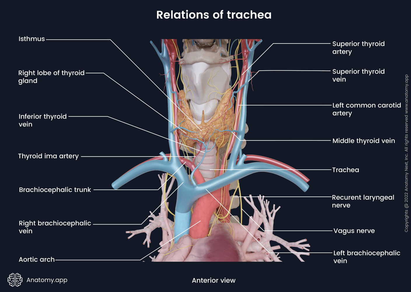 Cervical and thoracic parts of trachea | Anatomy.app