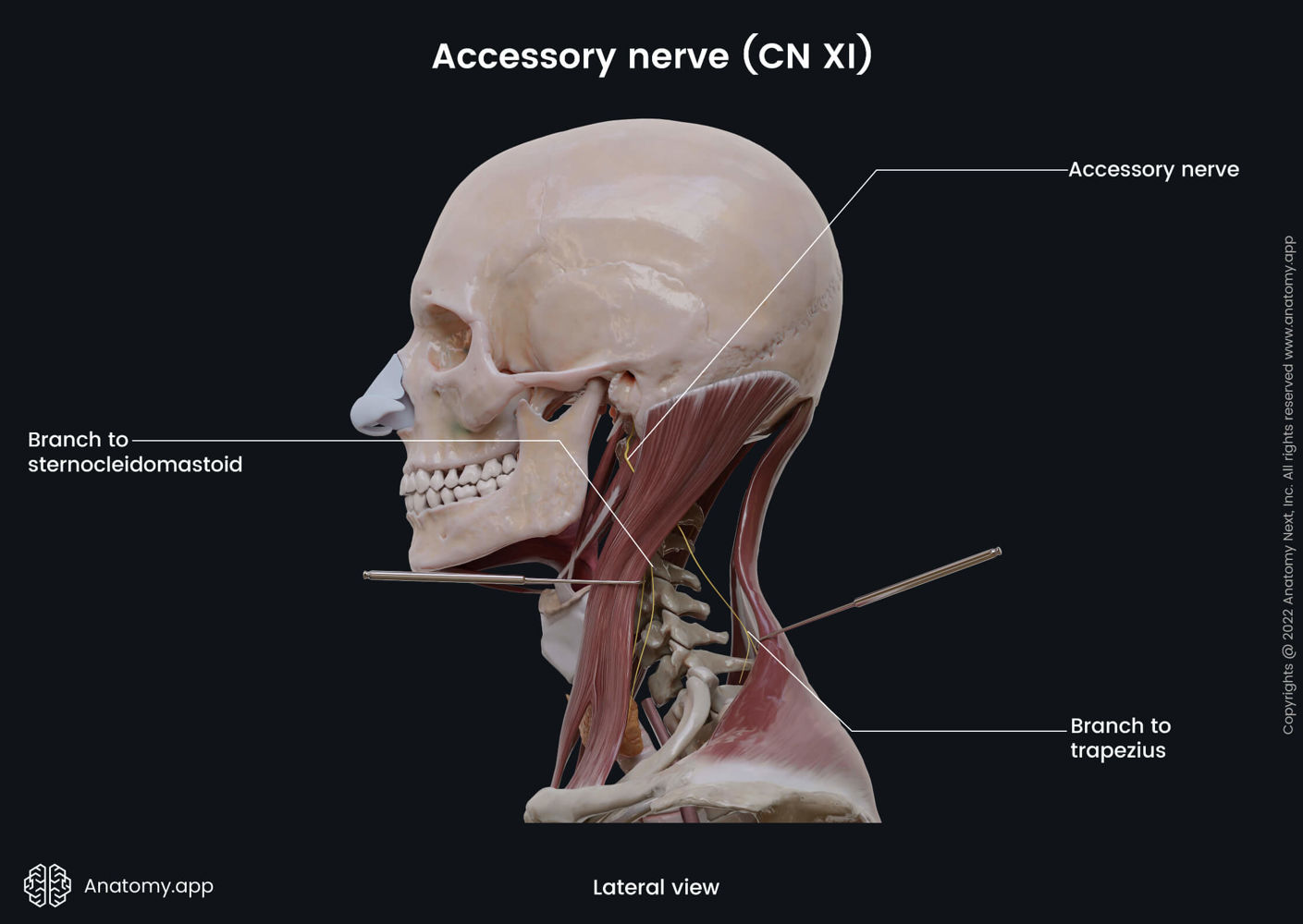 Accessory nerve (CN XI) | Anatomy.app