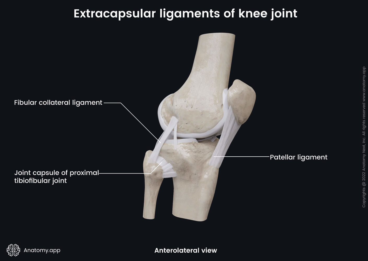 Extracapsular ligaments of knee joint (anterolateral view) | Anatomy.app
