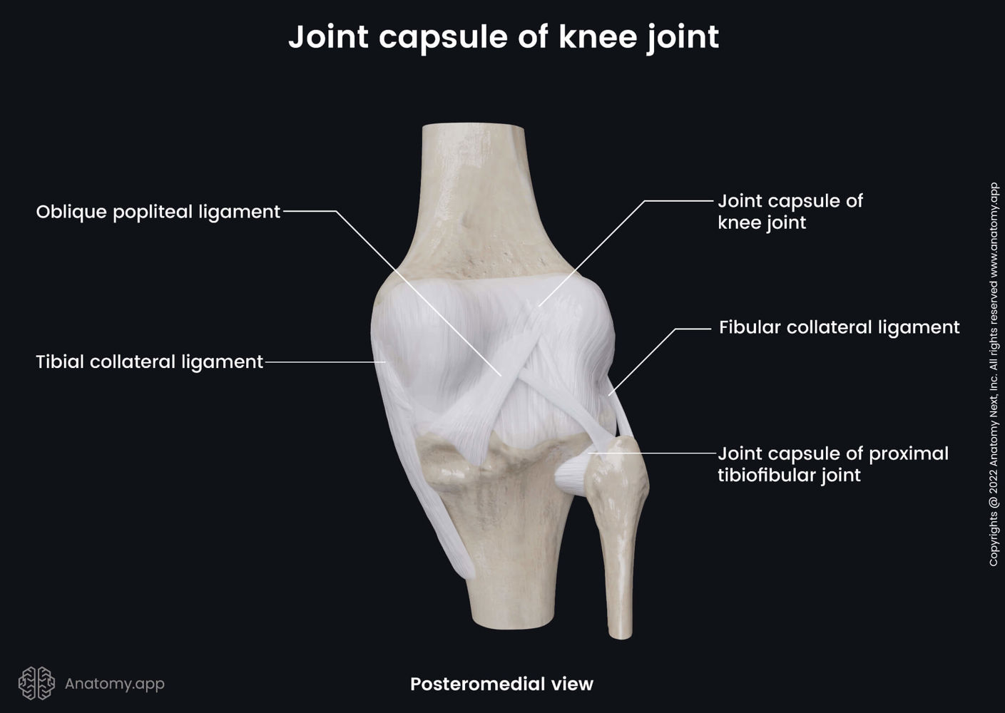 Joint capsule of knee joint (posteromedial view) | Anatomy.app