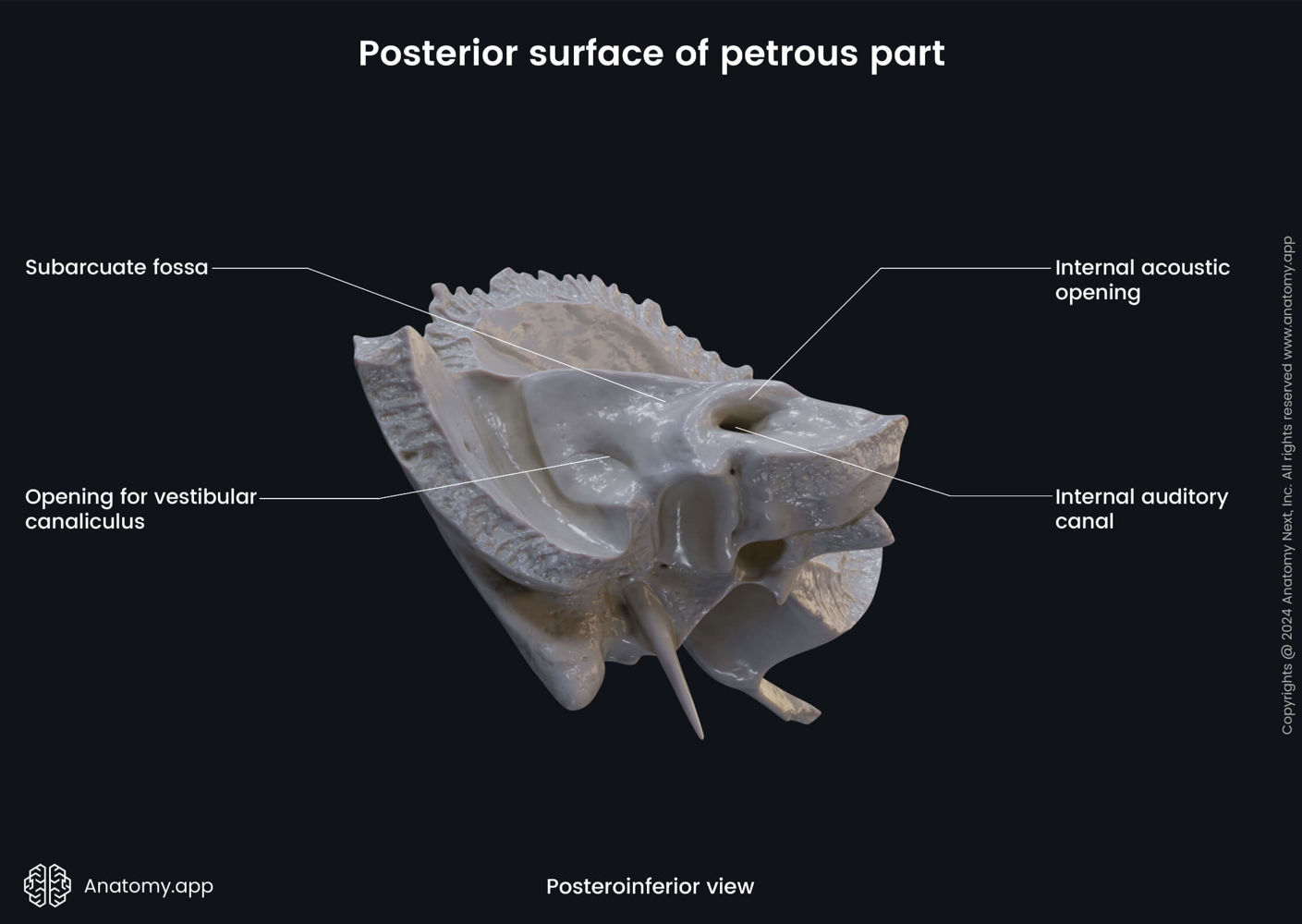 Posterior surface of petrous part (temporal bone) | Anatomy.app