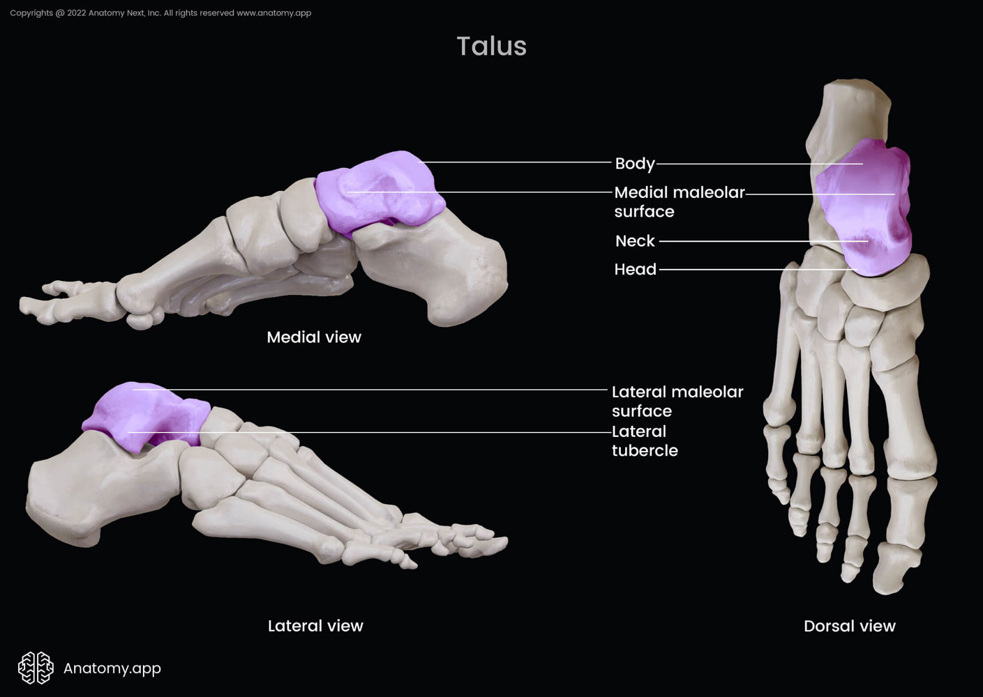 Landmarks of talus | Anatomy.app