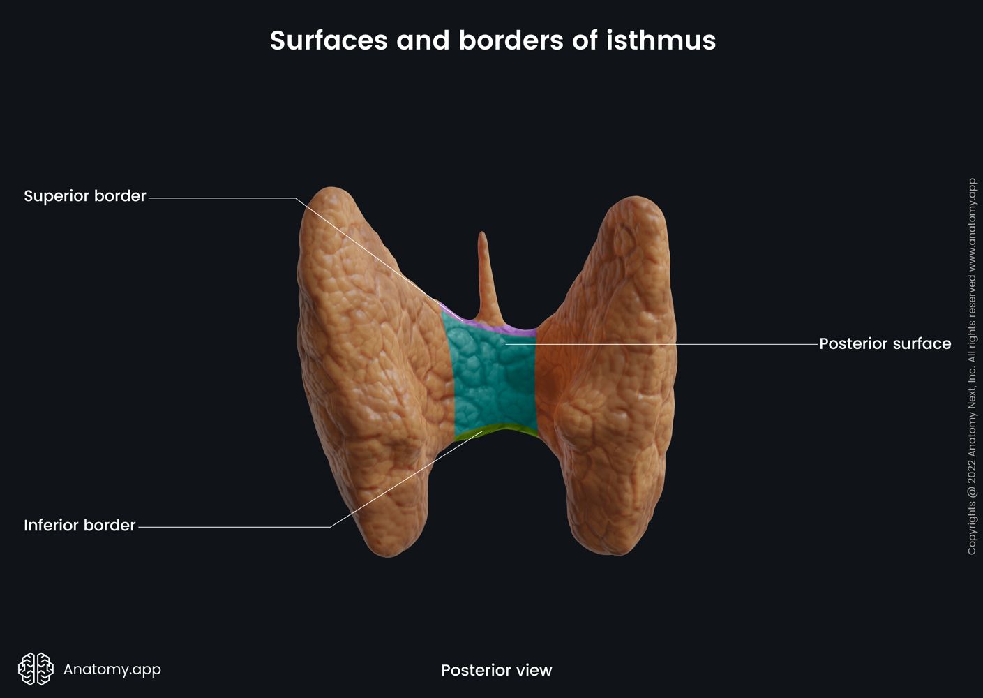 Surfaces and borders of isthmus (posterior view) | Anatomy.app