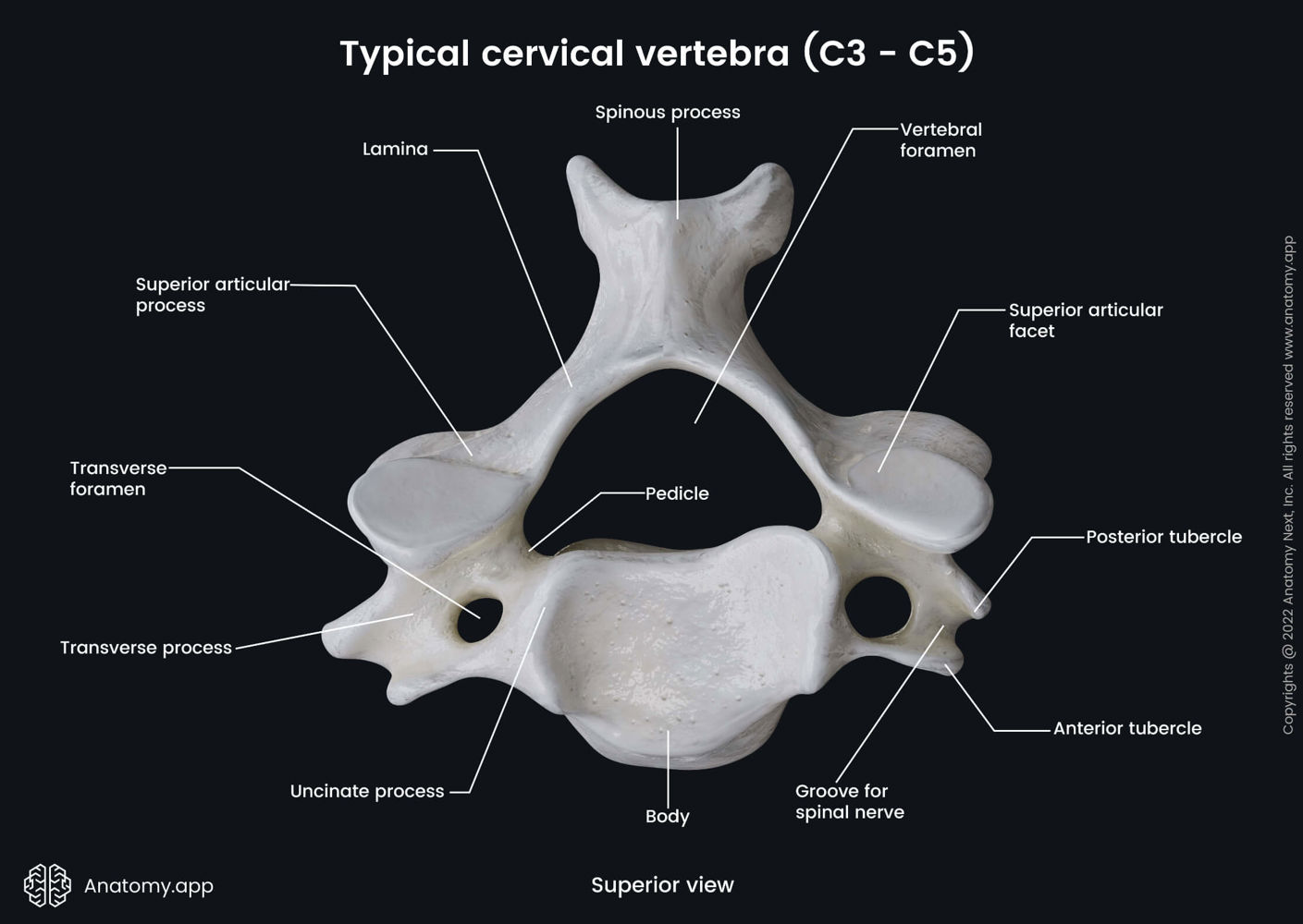 Typical cervical vertebra (superior view) | Anatomy.app