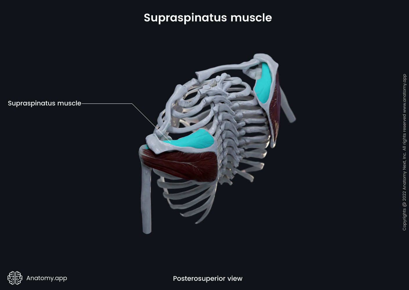 Supraspinatus (posterosuperior view) | Anatomy.app