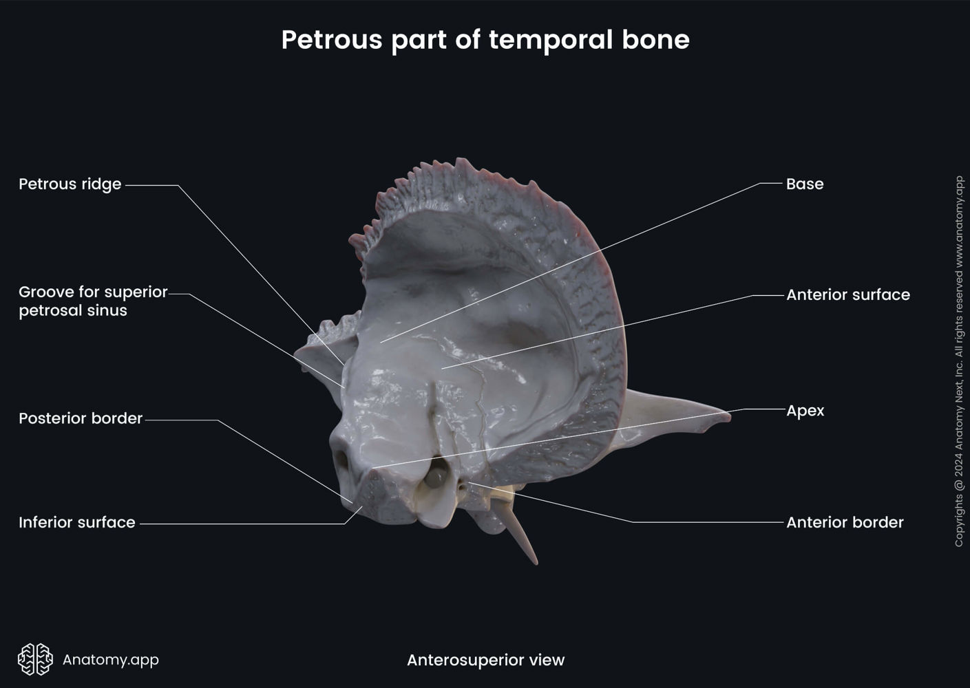 Petrous part of temporal bone (anterosuperior view) | Anatomy.app