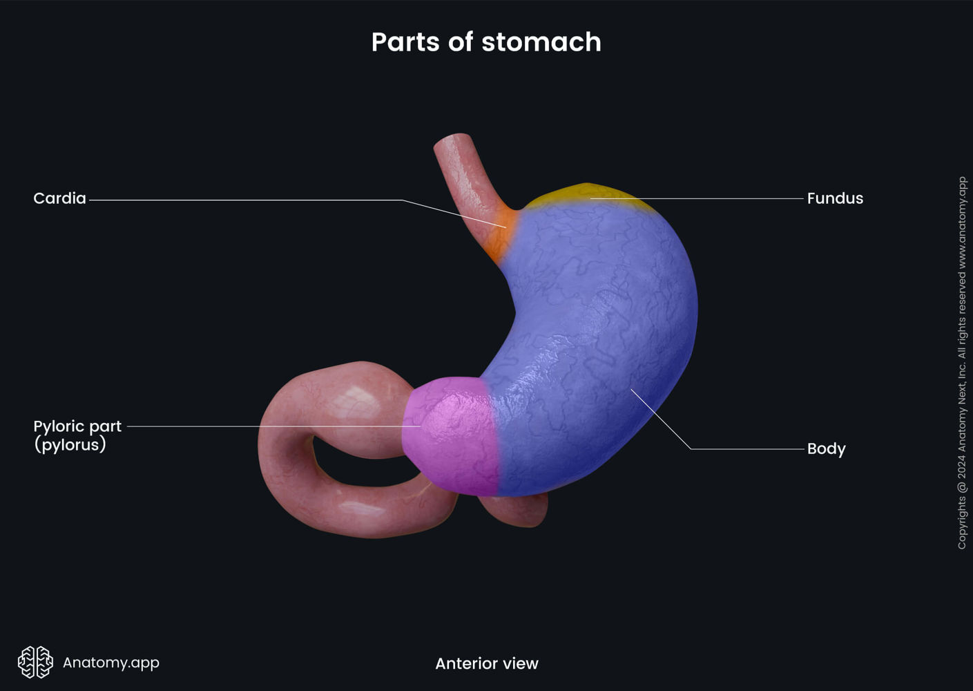 Parts of stomach | Anatomy.app