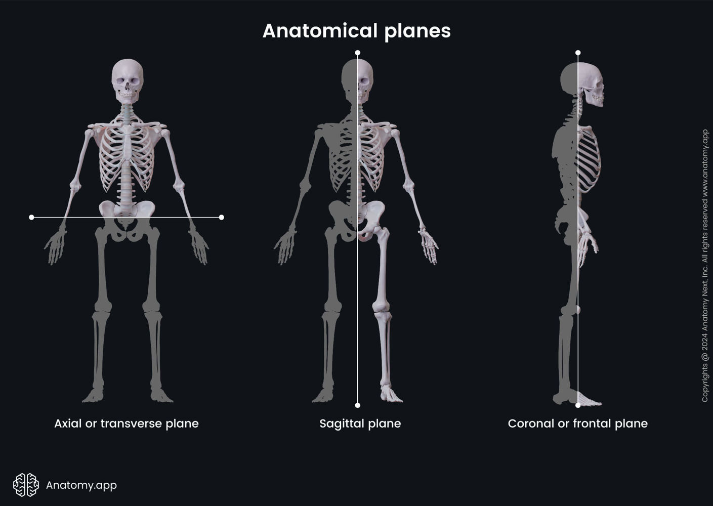 Anatomical planes | Anatomy.app